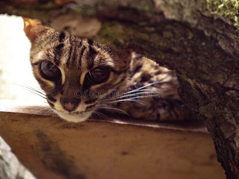 Palawan leopard cat stock photo. Image of lying, sawdust - 80490650
