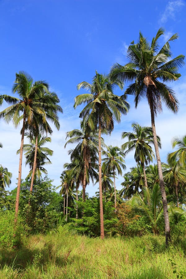 Palawan palm trees stock photo. Image of beautiful, philippines - 213994238