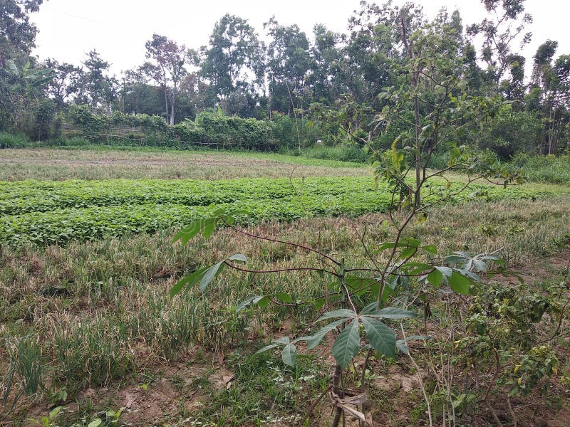 Palawija plantations editorial stock photo. Image of village - 127952698