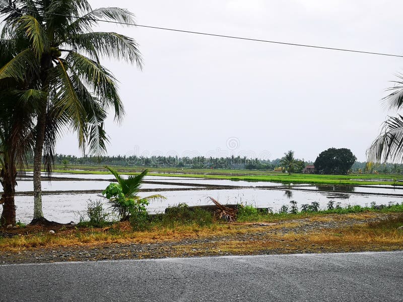 Palayan stock photo. Image of planting, rice, field - 129486170