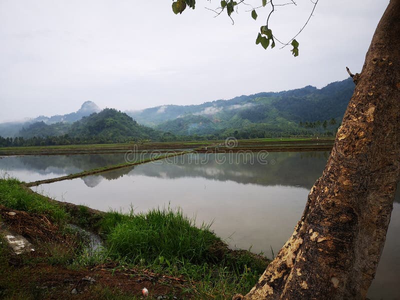 Palayan3 stock image. Image of watered, palayan3, ricefield - 129486327