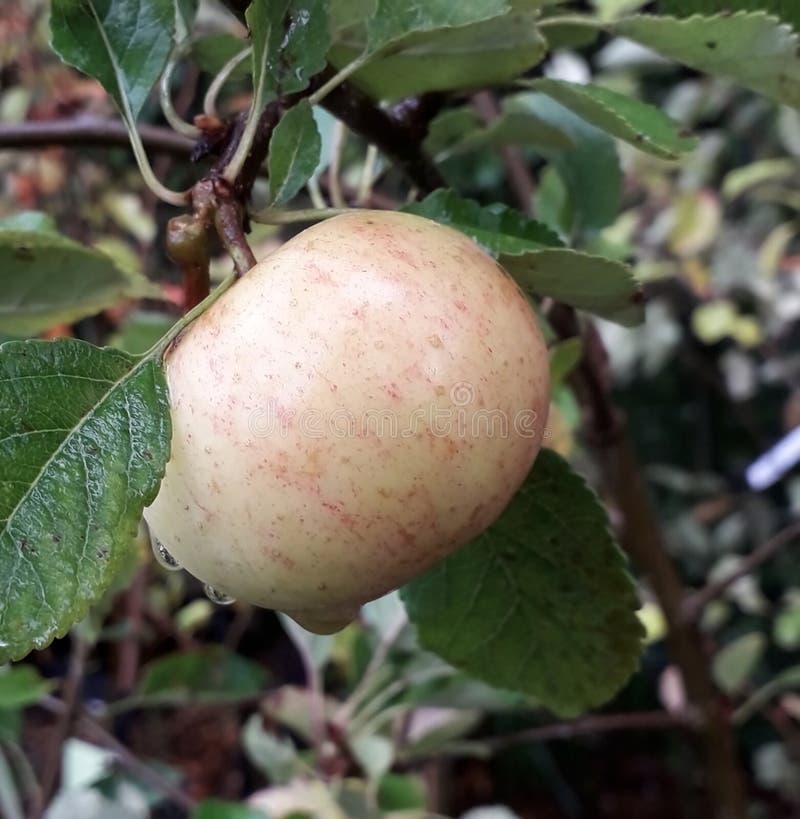 Pale Apple Hanging from a Tree with Leaves and Branches Stock Photo ...