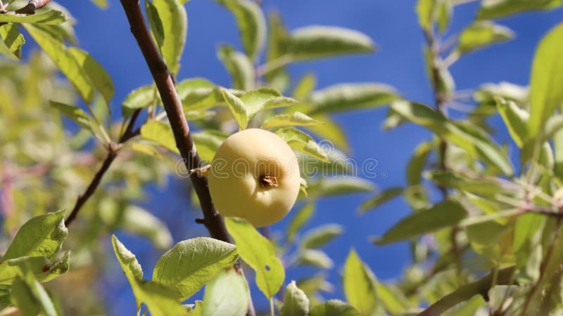 Ripe White Apple Hanging on a Tree Branch. Stock Image - Image of ...