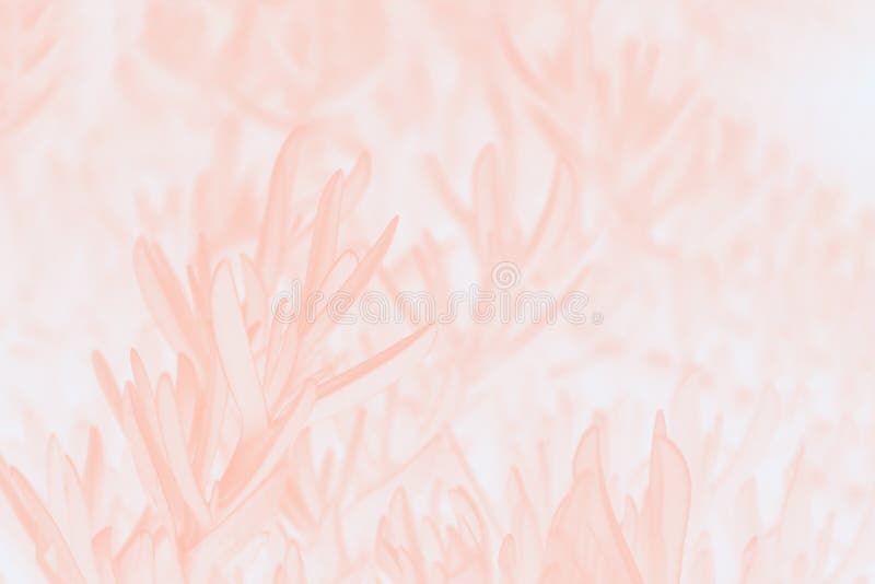 Pale Beige Gradient Abstract Background. Pastel. Succulent Plant ...