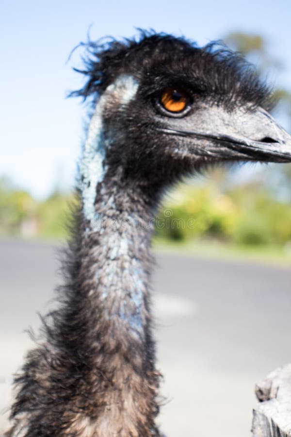 Pale Blue Face of Large Emu Stock Image - Image of australia, dromaius ...