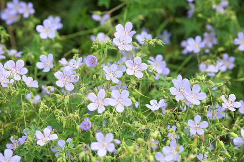 Pale Blue Hardy Geranium Blue Cloud Stock Image - Image of natural ...