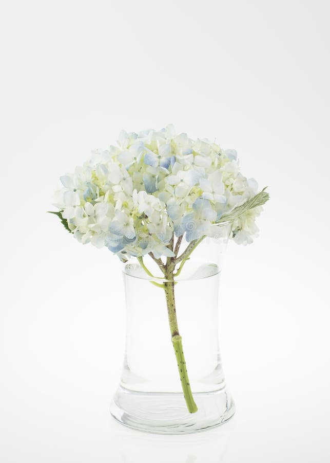 841 Vase Blue Hydrangeas Stock Photos - Free & Royalty-Free Stock ...