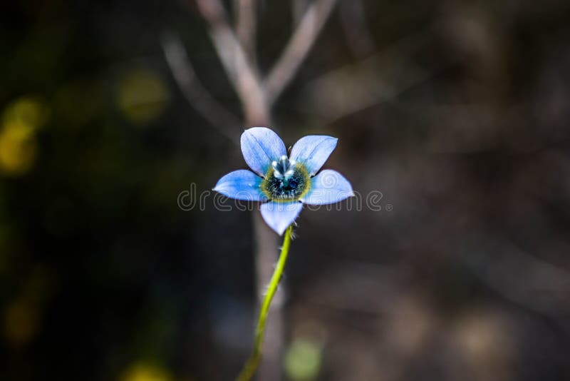 Pale Blue Wild Flower West Australia Stock Photo - Image of nature ...