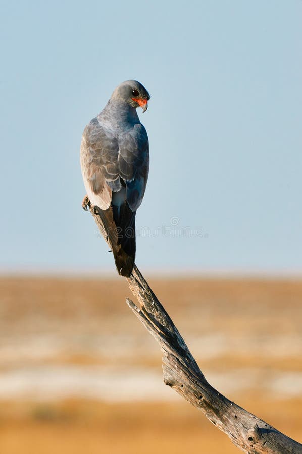 Pale Chanting Goshawk in Namibia Stock Photo - Image of natural ...