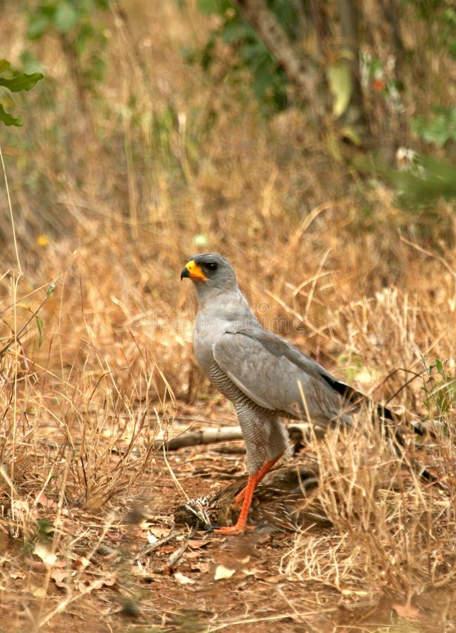 Pale Chanting-goshawk with Prey Stock Photo - Image of raptors, nature ...