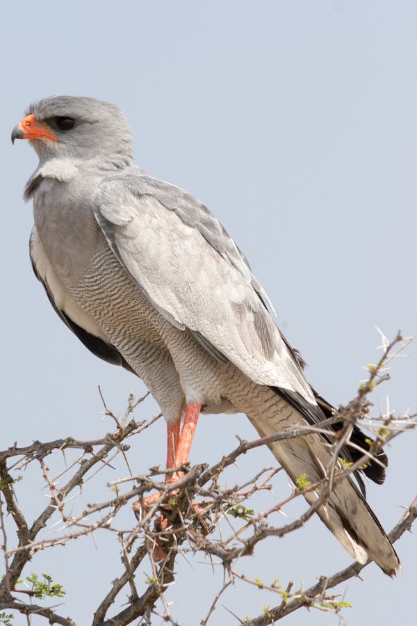 Pale Chanting Goshawk stock image. Image of animal, etosha - 61723153