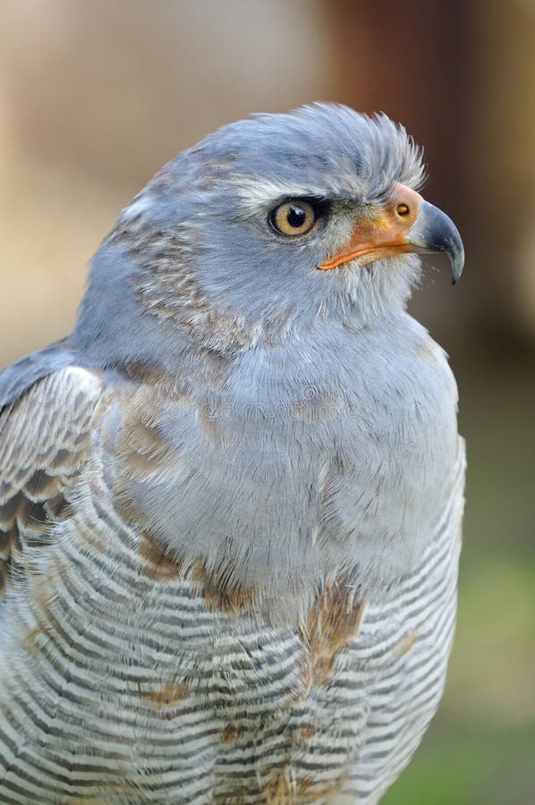 Pale Chanting Goshawk Stock Photos - Download 316 Royalty Free Photos