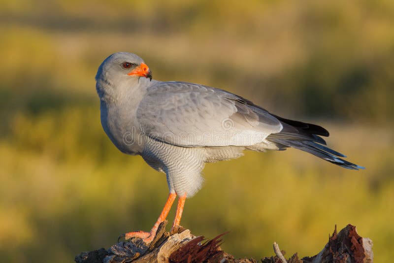 Pale Chanting Goshawk stock photo. Image of rear, green - 31609490