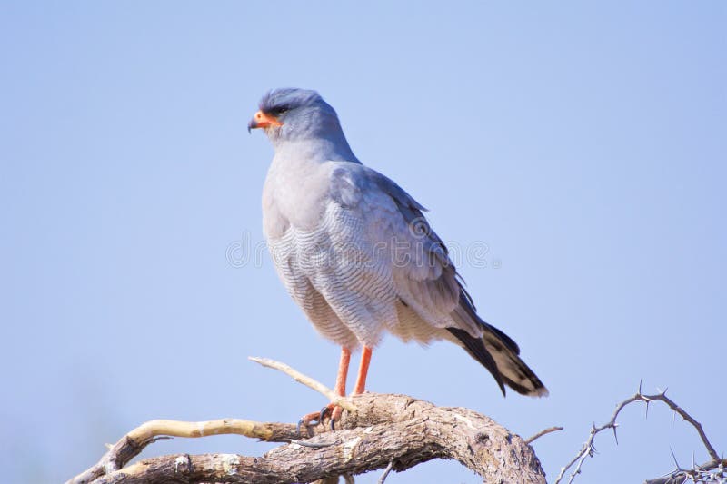 Pale Chanting Goshawk stock photo. Image of beak, spectacular - 108773070