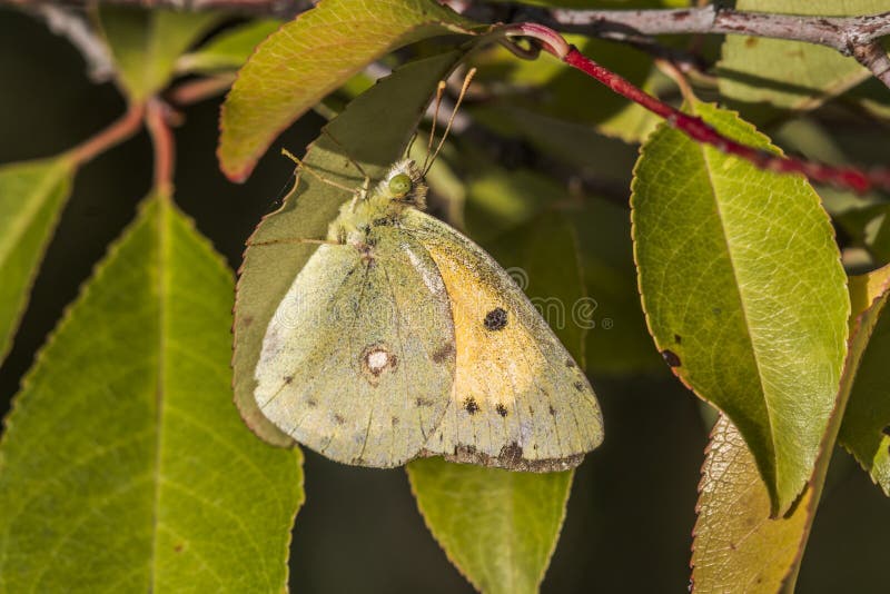 Pale Clouded Yellow (Colias Hyale) Stock Image - Image of willow, tree ...