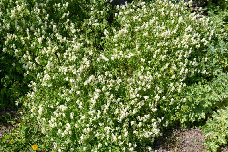 Pale Corydalis (pseudofumaria Alba) Flowers Stock Image - Image of ...