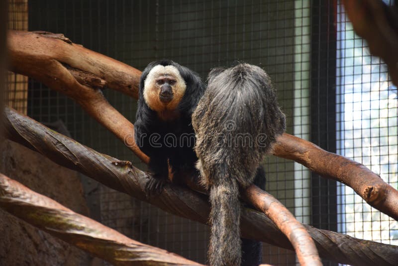 Pale-faced Saki Monkey (Pithecia Pithecia) Stock Image - Image of saki ...