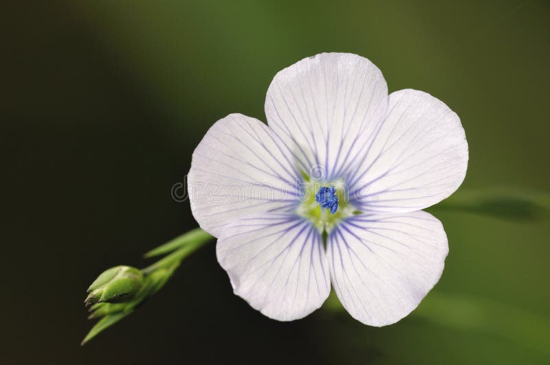 Pale Flax, Crete stock image. Image of linum, color - 199109787