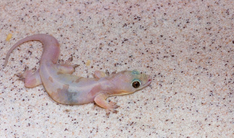 Pale Gecko stock photo. Image of surface, tail, tropic - 15087106