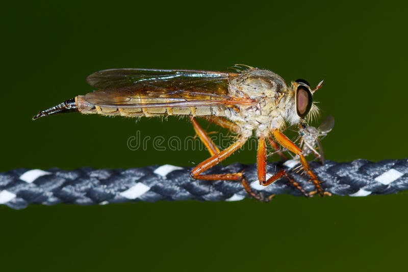Pale Giant Horse-fly, Tabanus Bovinus Stock Image - Image of habitat ...