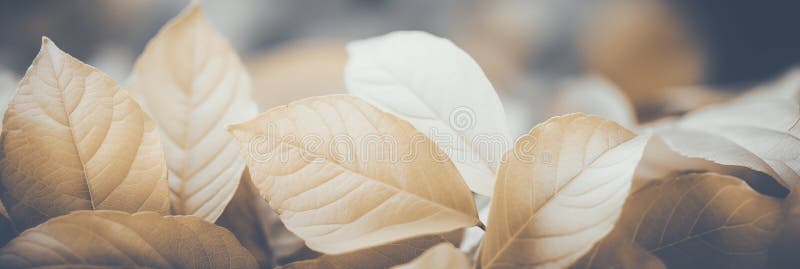 Pale Gold Autumn Leaves on Soft Focus Background Banner. Panoramic Web ...