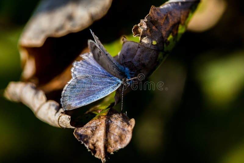 Pale Grass Blue Butterfly on a Leaf 4 Stock Photo - Image of life ...