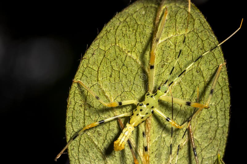 Pale Green Assassin Bug (Zelus Luridus) Sitting on Leaf Waiting Stock ... Pale Green Assassin Bug (Zelus Luridus) Sitting on Leaf Waiting Stock ...