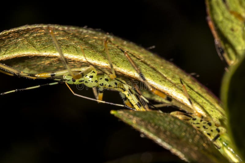 Pale Green Assassin Bug Zelus Luridus Stock Image Image Of