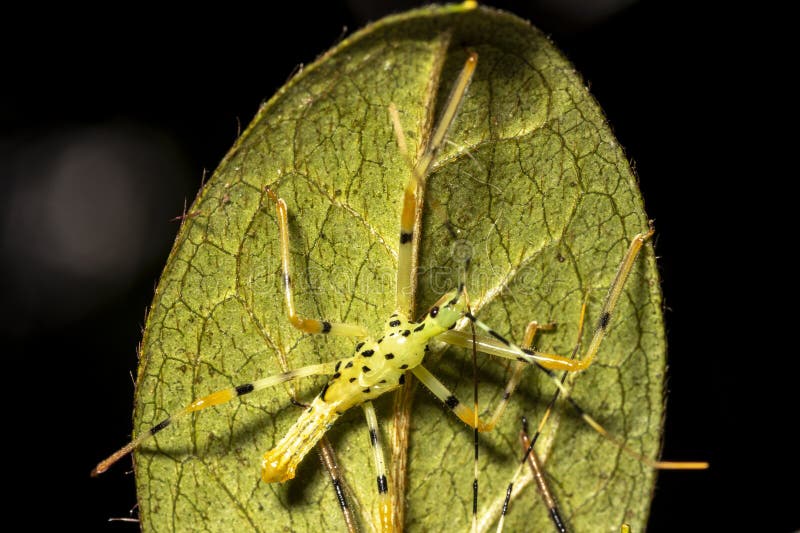 Pale Green Assassin Bug (Zelus Luridus) Stock Photo - Image of focus ... Pale Green Assassin Bug (Zelus Luridus) Stock Photo - Image of focus ...