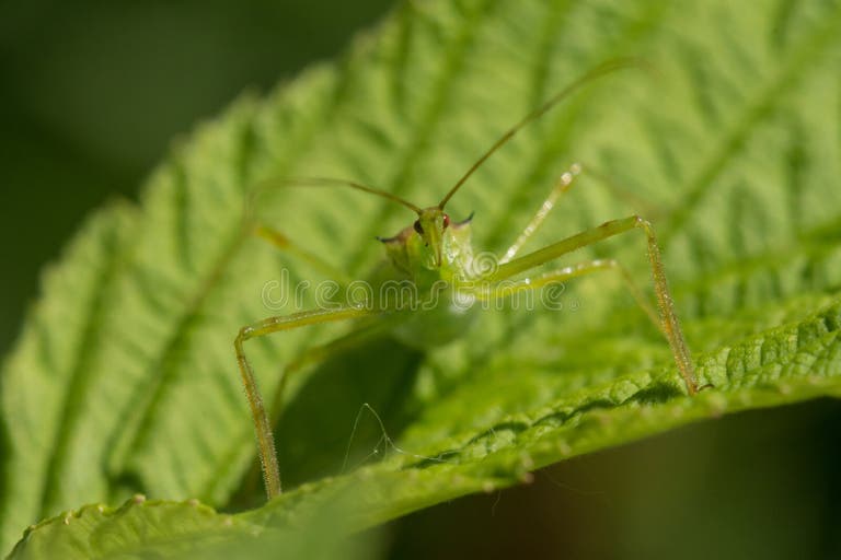 Pale Green Assassin Bug, Zelus Luridus Stock Image - Image of outdoors ...