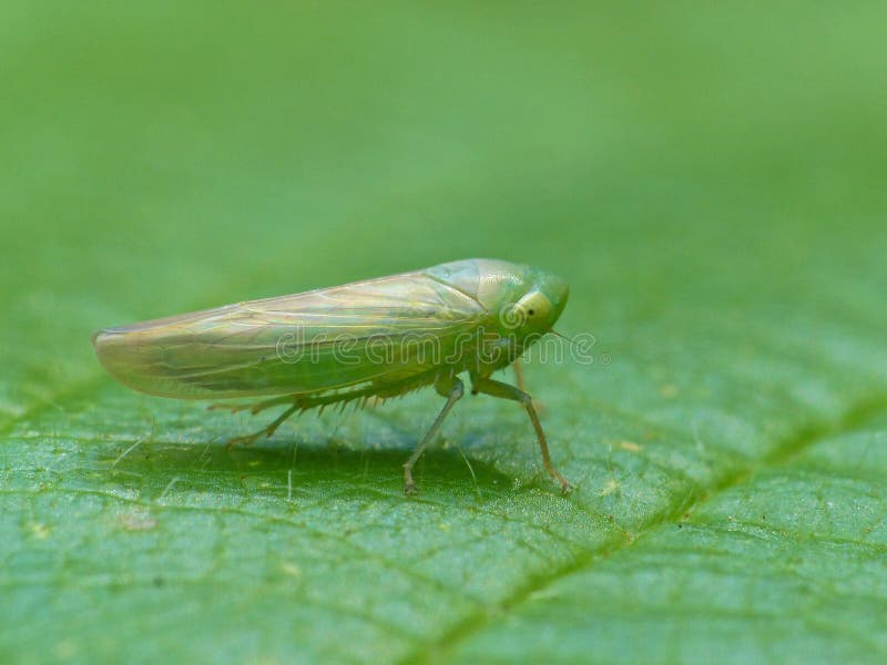 515 Green Planthopper Stock Photos - Free & Royalty-Free Stock Photos ...