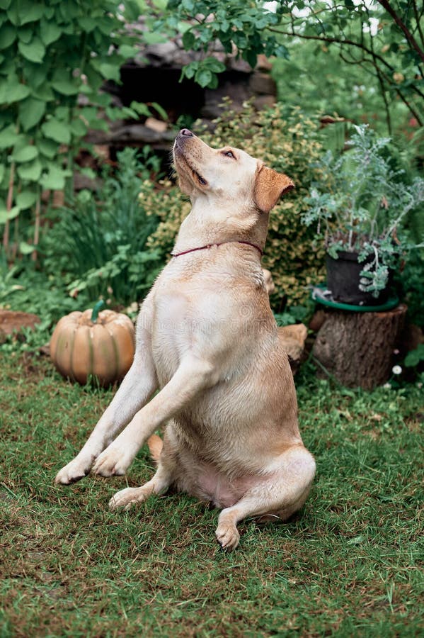 Pale Labrador Sits on the Grass in a Bunny Pose Performing a Command ...