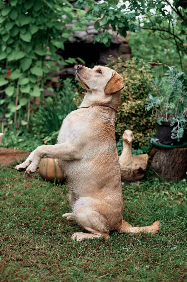Pale Labrador Sits on the Grass in a Bunny Pose Performing a Command ...