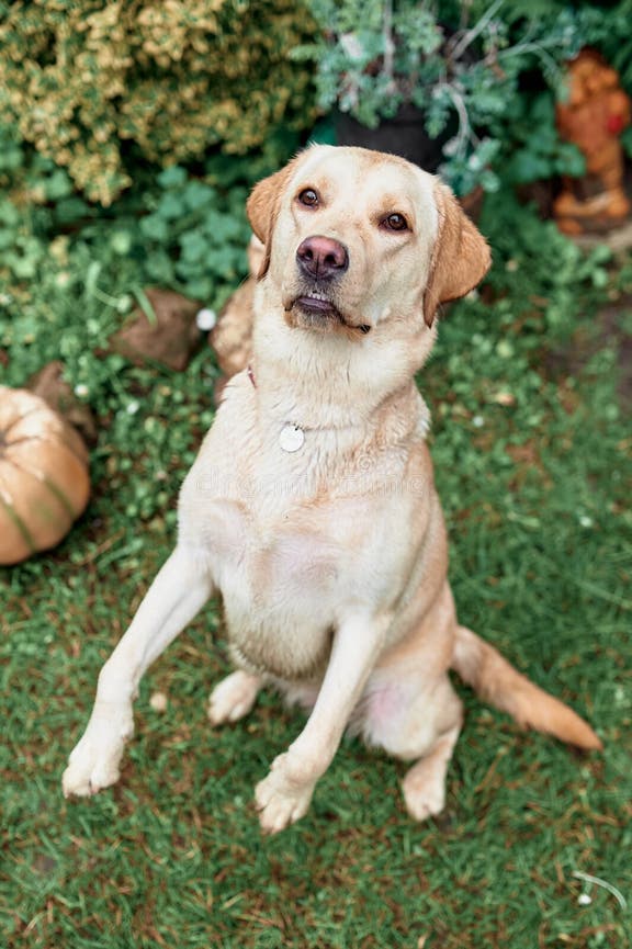 Pale Labrador Sits on the Grass in a Bunny Pose Performing a Command ...