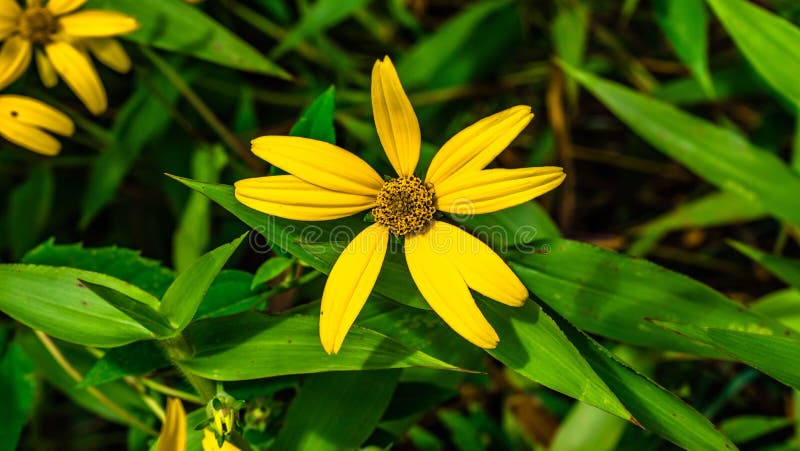 Pale-leaved Sunflower in a Garden Stock Image - Image of elegant ...