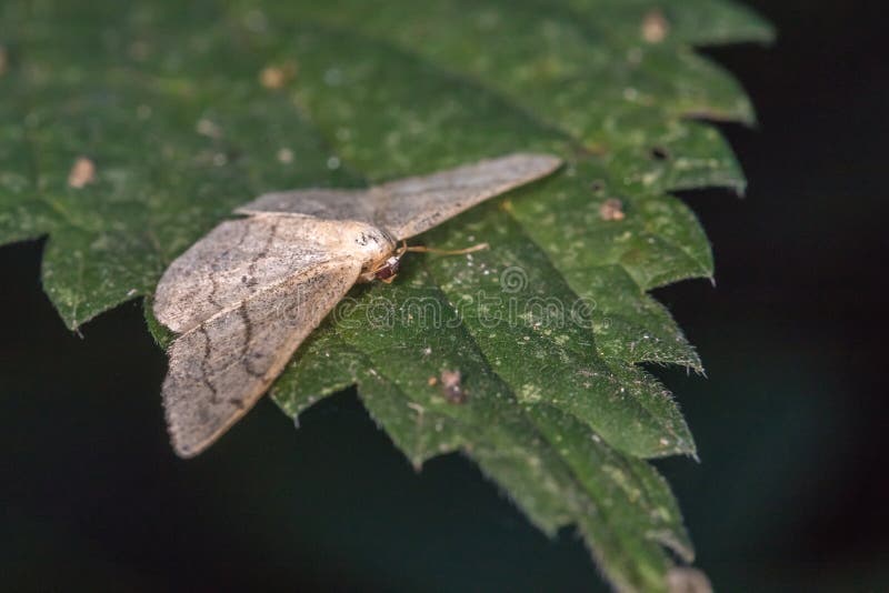 Pale Mullein Wave Scopula Incanata Stock Image - Image of dayflying ...