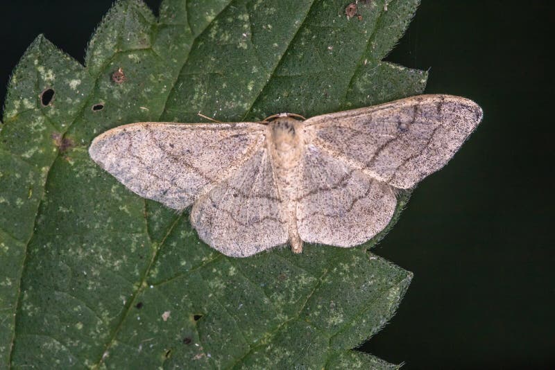 Pale Mullein Wave Scopula Incanata Stock Image - Image of rest, order ...