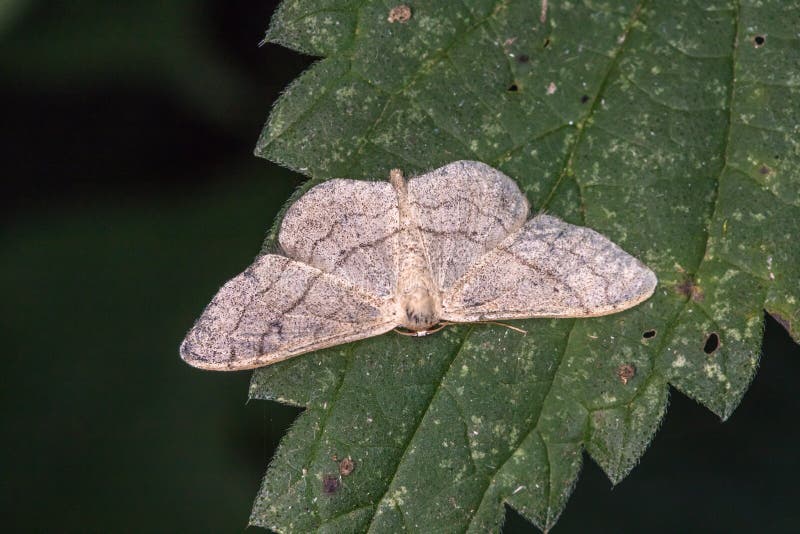 Pale Mullein Wave Scopula Incanata Stock Image - Image of grassland ...