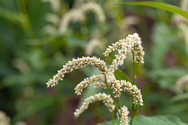 Pale Persicaria, Persicaria Lapathifolia Stock Image - Image of growth ...