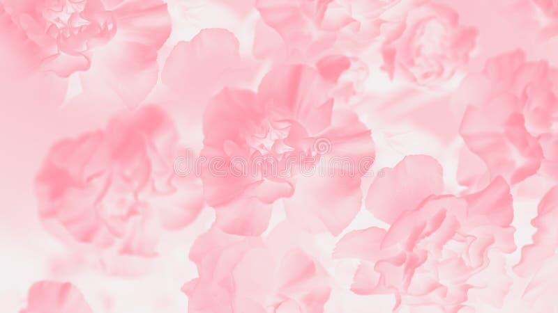 Pale Pink Abstract Background. Floral Gradient Background, Delicate ...