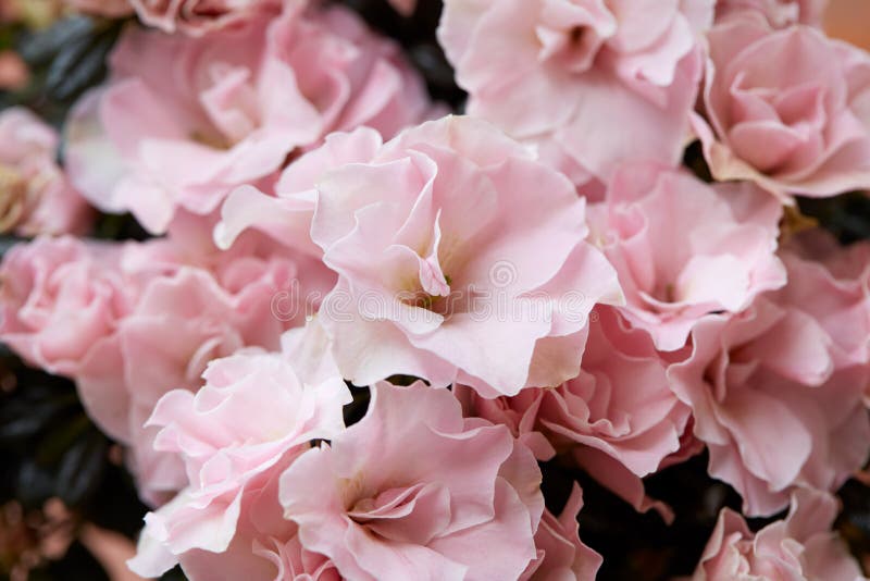 Pale Pink Azalea Flowers Macro Texture Background Stock Image - Image ...