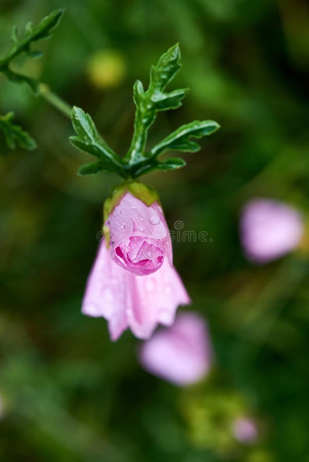 Pale Pink Bell-shaped Flower Stock Photo - Image of beautiful, petal ...