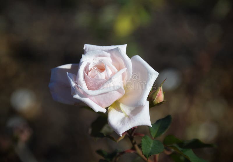 Single Pale Pink or Blush Pink Rose in Natural Sunlight. Stock Photo ...