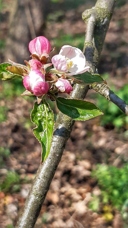 Pale pink cherry bud stock photo. Image of food, plant - 217725388