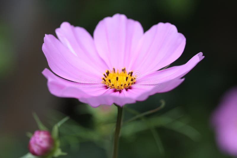 Garden Cosmos or Cosmos Bipinnatus or Mexican Aster Dark Red Flower ...
