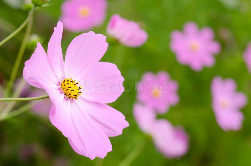 Pale pink cosmos stock photo. Image of bloom, color, nature - 27545368
