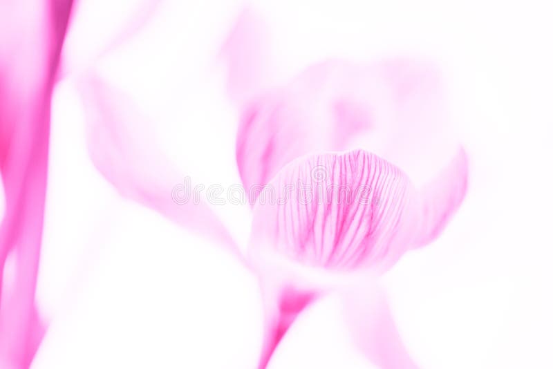 Pale Pink Crocus Flowers on White Background. Design Art Card Stock ...