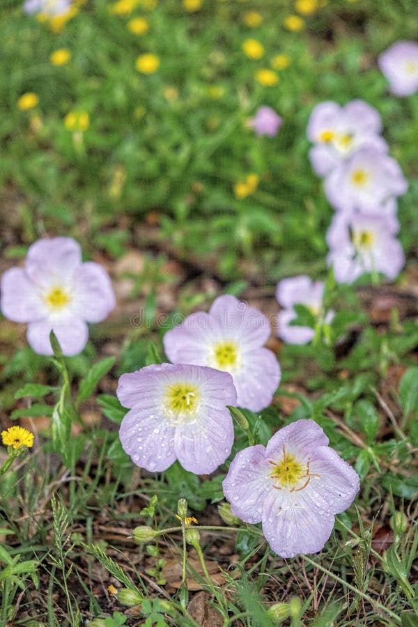 Evening Primrose after the Rain in Spring Stock Image - Image of rain ...