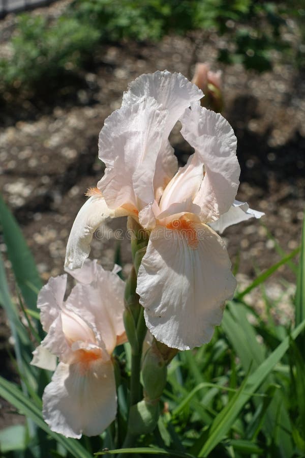 Pale Pink Flower of German Iris Stock Image - Image of growth, garden ...