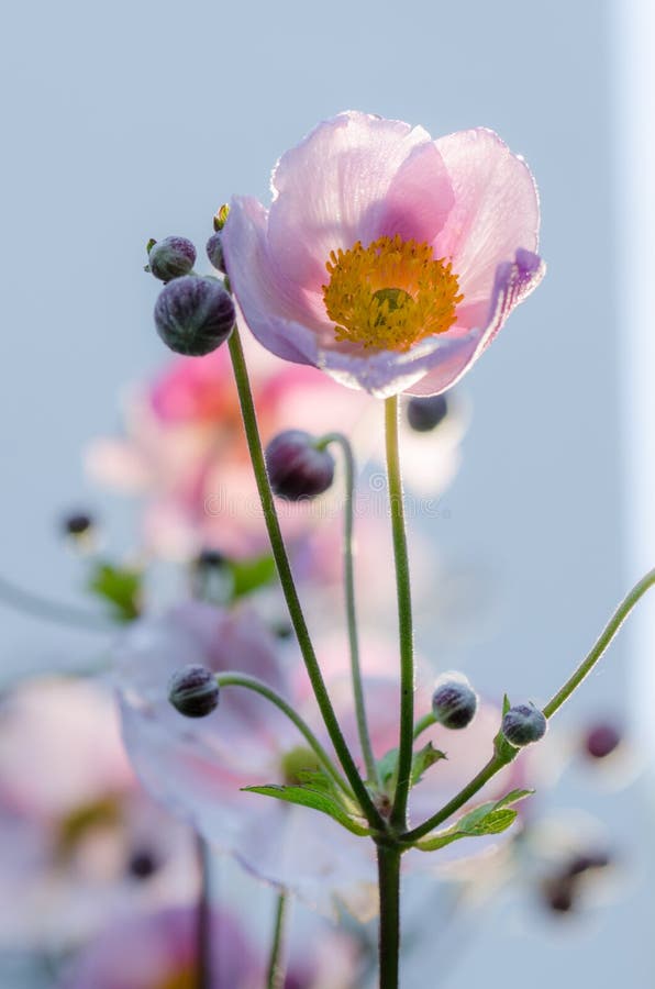 Pale Pink Flower Japanese Anemone, Close-up. Note: Shallow Depth Stock ...